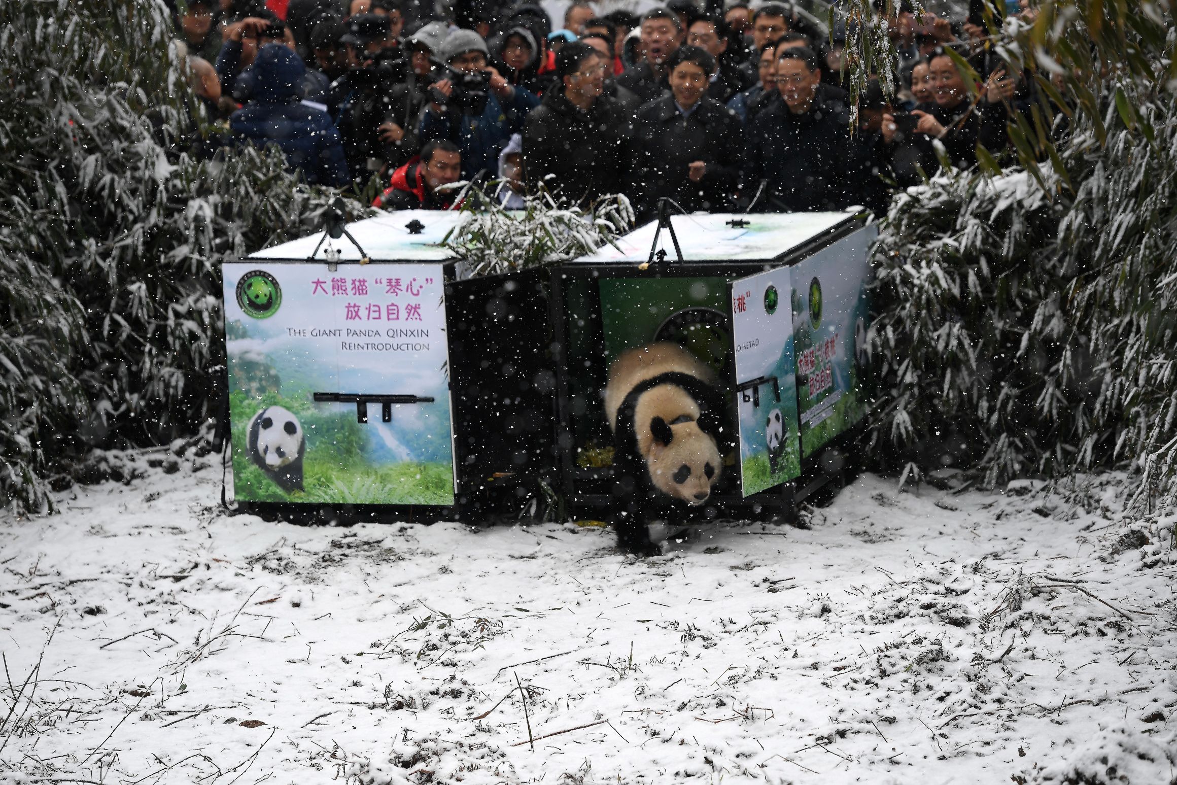 China's panda business